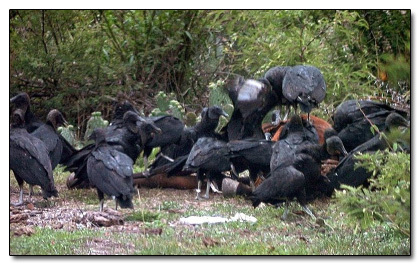 The 6 Most Disturbingly Evil Birds | Cracked.com