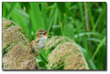 The 6 Most Disturbingly Evil Birds | Cracked.com