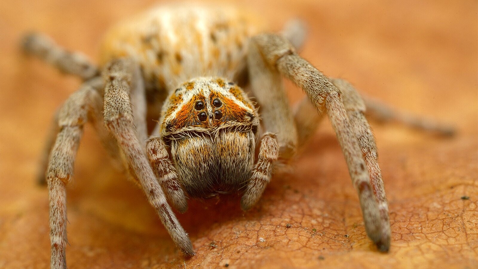 5 Nasty Little Creatures That Eat Their Parents | Cracked.com