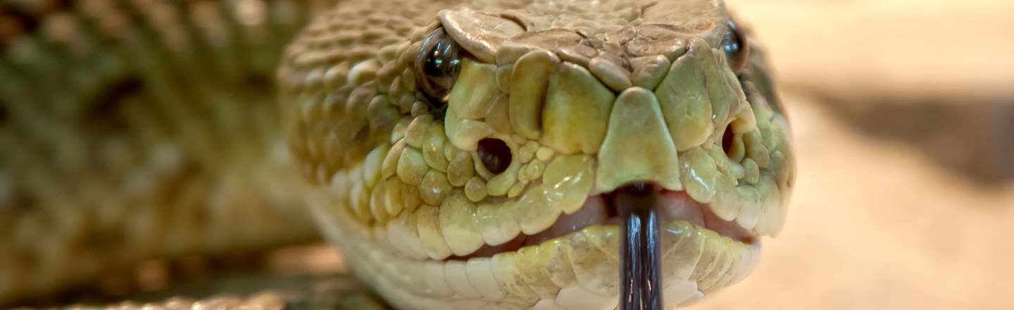 The 6 Most Horrifying Abilities Animals Are Evolving