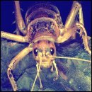 5 Animals That Are Terrifyingly Hard to Kill | Cracked.com