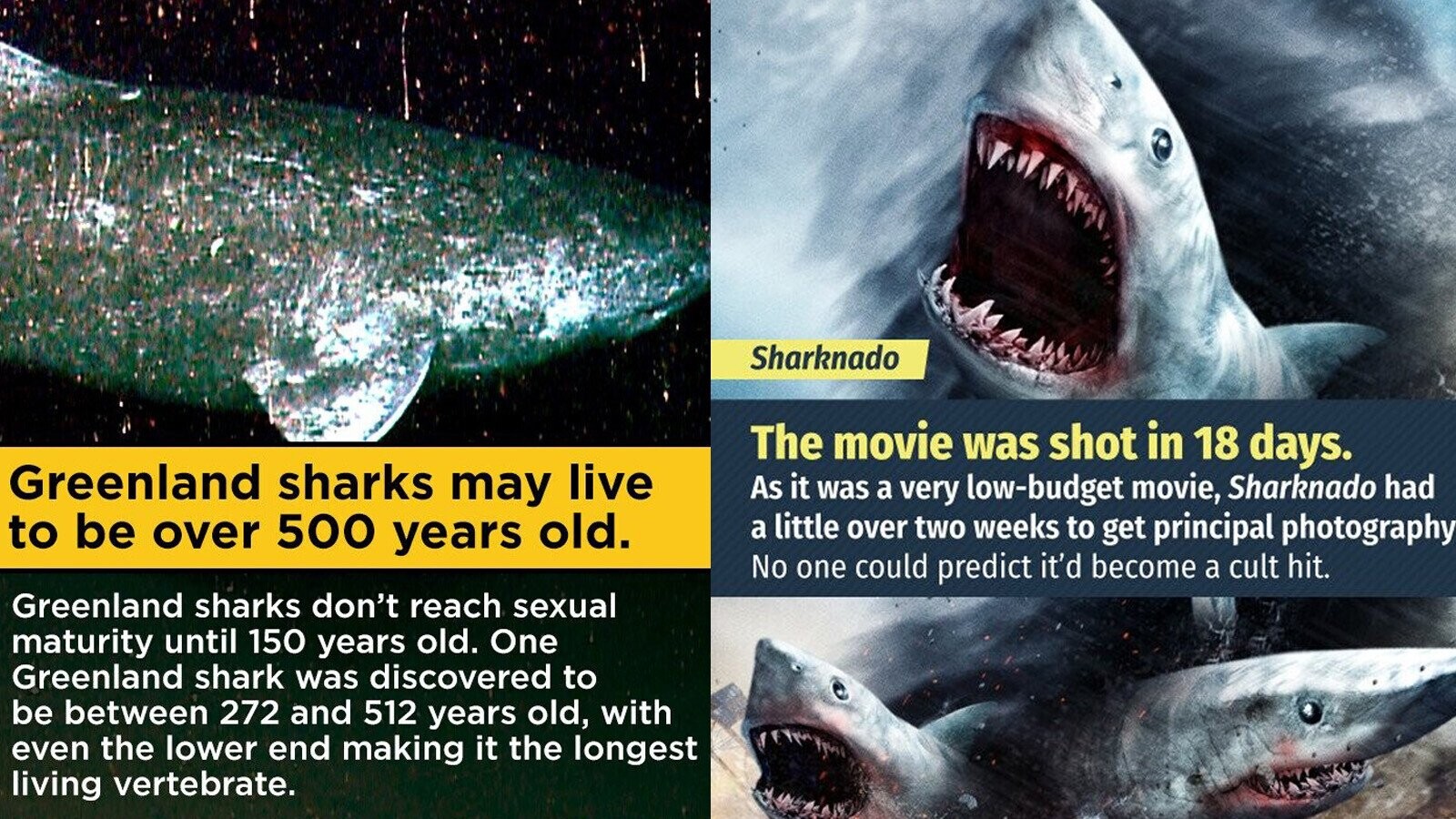 10 Sharktastic Facts About Sharks | Cracked.com