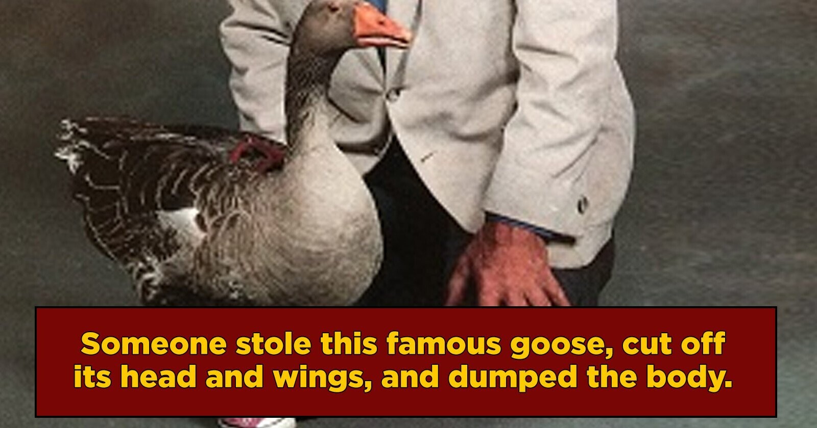 The Unsolved Murder Of Andy, The Goose In Boots | Cracked.com