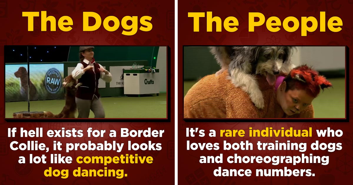 do dogs like dancing