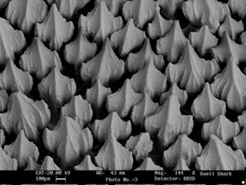 8 Ordinary Things That Look Insanely Cool Under a Microscope | Cracked.com