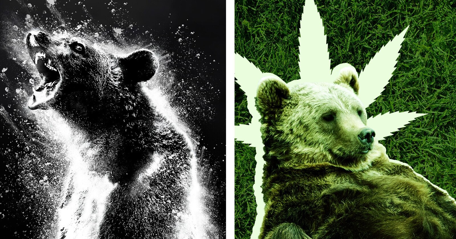 Forget Cocaine Bear, This Bear Ate My Weed | Cracked.com