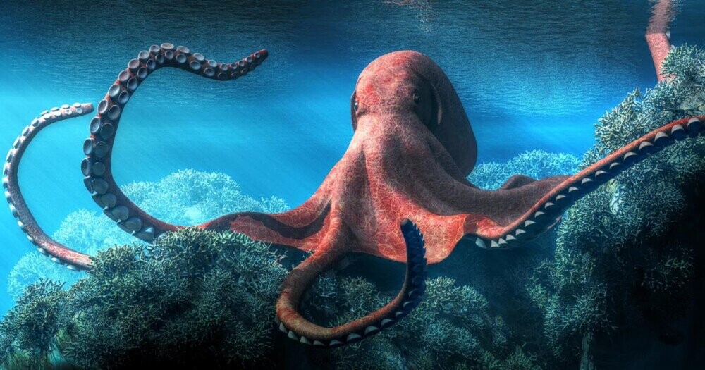 5 Octopus Facts That Prove They're Floating Piles of Superpowers ...