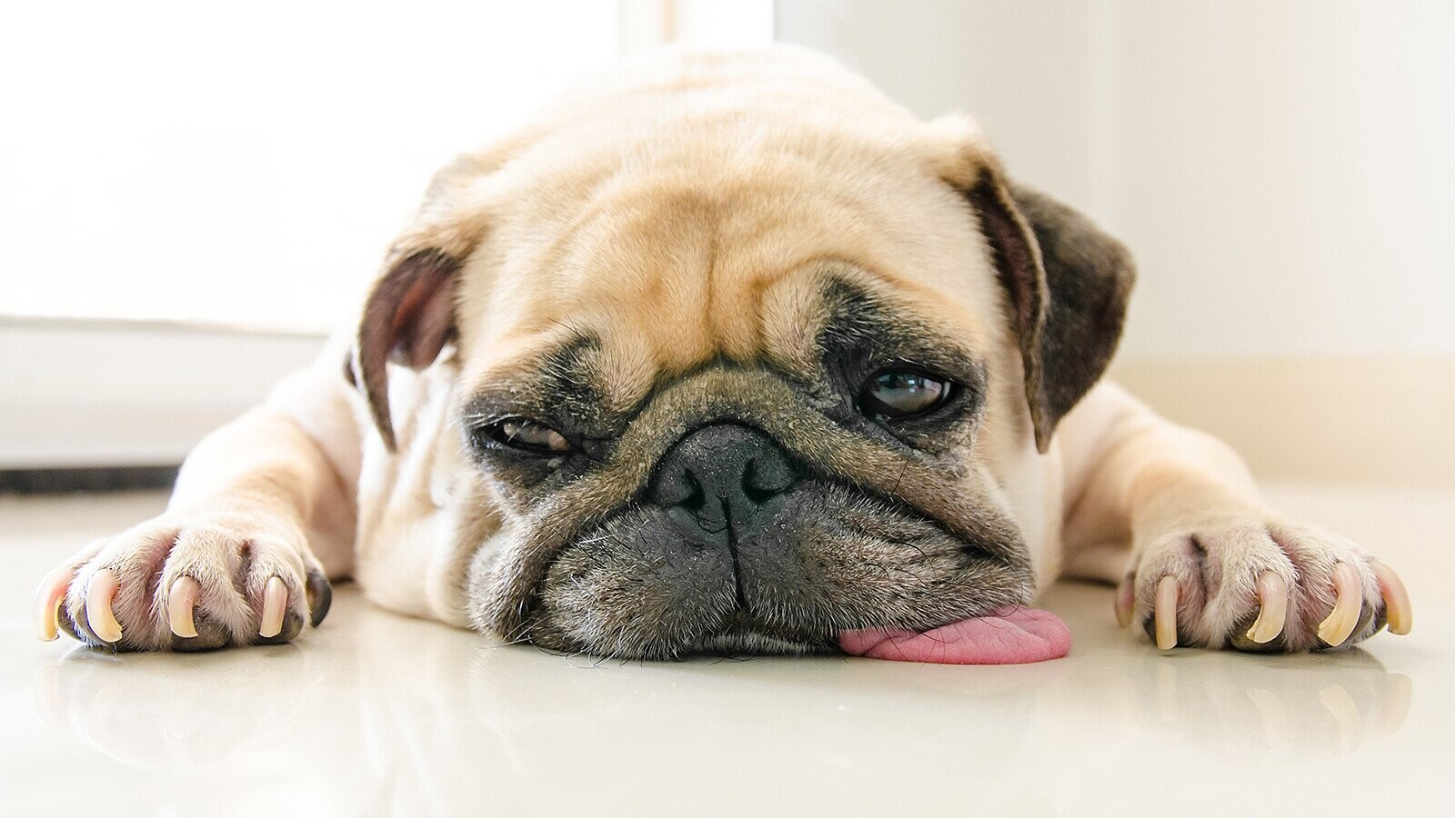 5 Ways a Dog’s Mind is Tragically More Complex Than We Know | Cracked.com