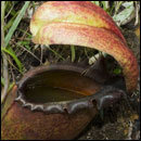 6 Terrifying New Creatures Science Just Discovered | Cracked.com