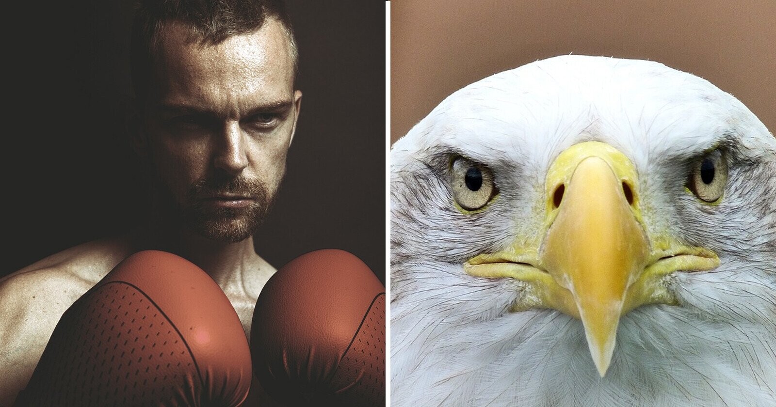 15 Birds Ranked By How Easy They Would Be To Fight | Cracked.com