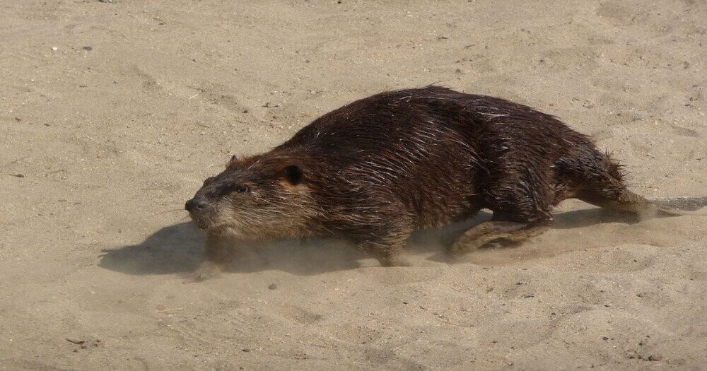 How 200,000 Beavers Took Over Part Of Argentina | Cracked.com