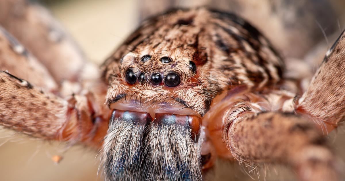 5 Horrific Things You Didn't Know Spiders Can Do To You | Cracked.com