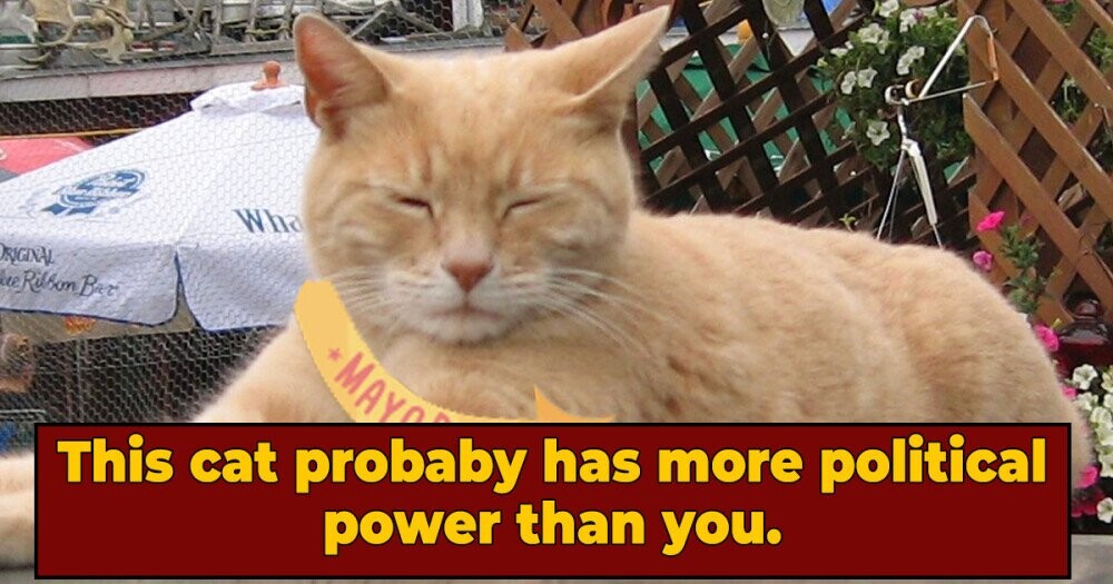 Meet Mr. Stubbs, Alaska's Cat Mayor | Cracked.com
