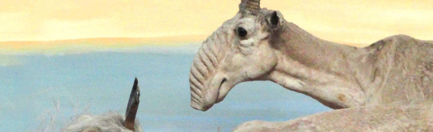 6 Endangered Animals We Should Let Go Extinct | Cracked.com