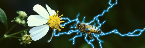 The 6 Most Mind-Blowing Superpowers of Bees | Cracked.com
