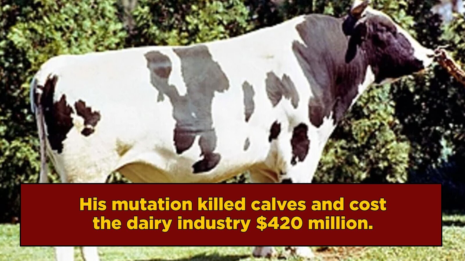 Millions Of Cows Come From One Mutant ’60s Bull | Cracked.com