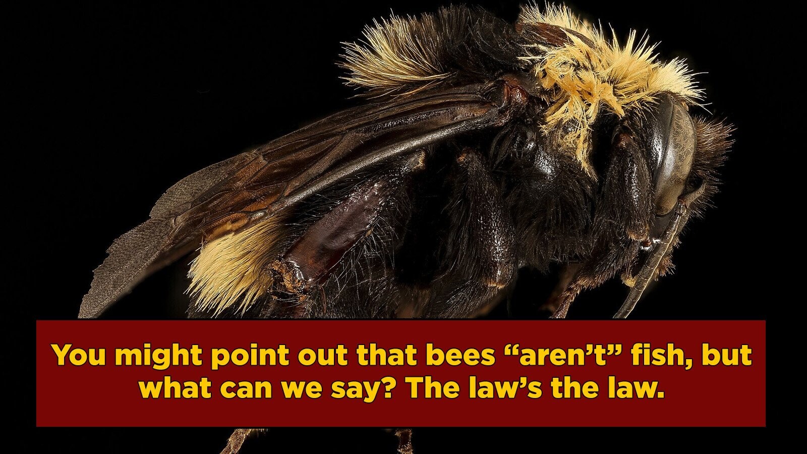 Bees Are Fish, Affirms California Court | Cracked.com