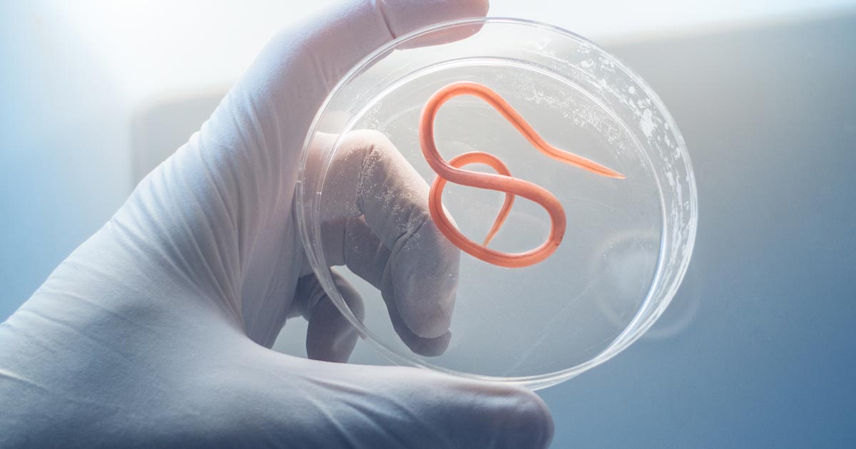 6 Horrifying Parasites (That Could Be Inside You Right Now) | Cracked.com