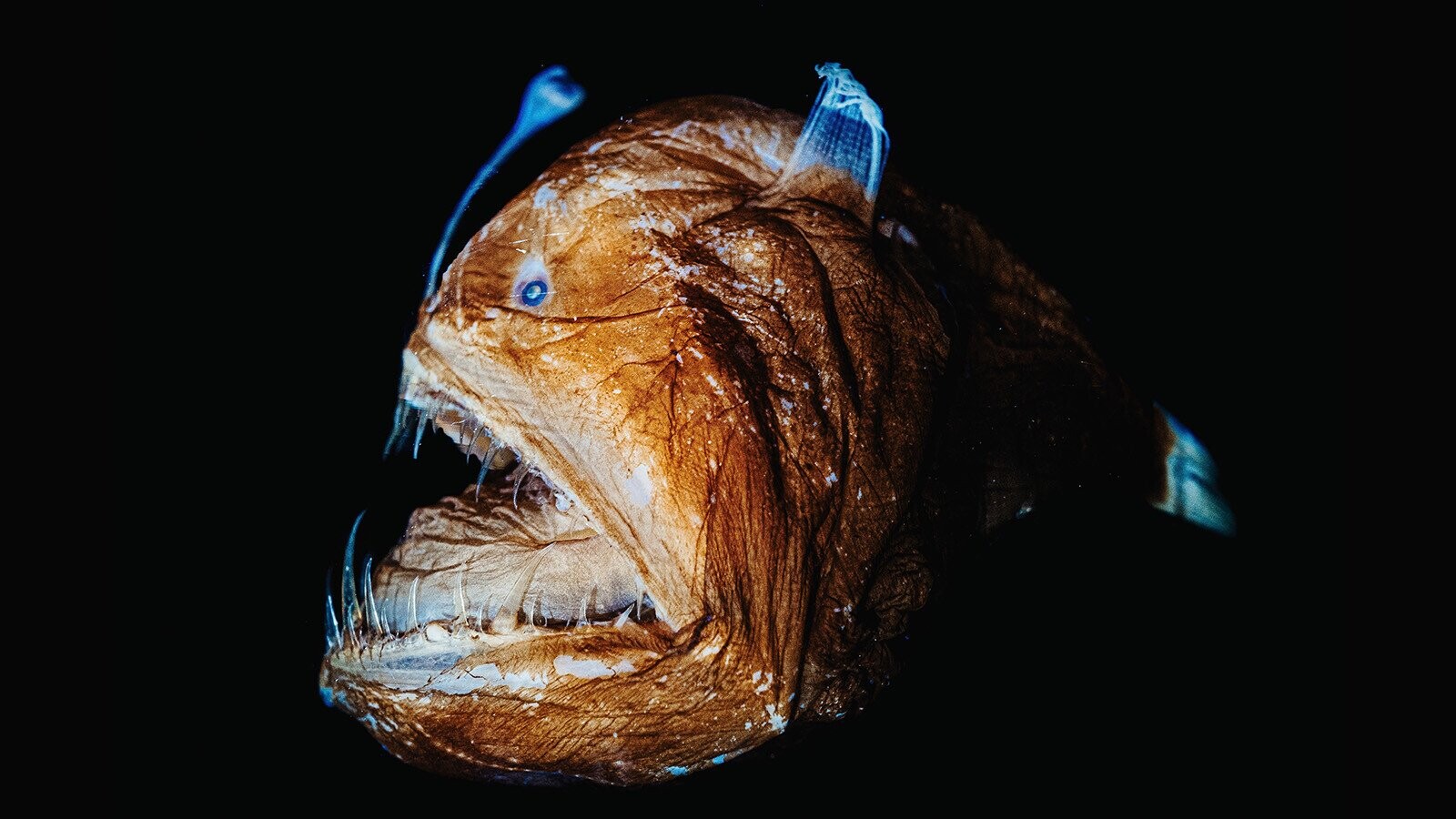 40 Alluring Bits of Trivia We Found Dangling From An Anglerfish’s Ugly ...