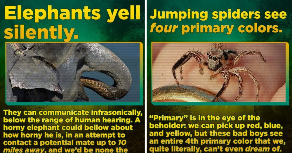 14 Weird Things Animals Can Do That You Can't | Cracked.com