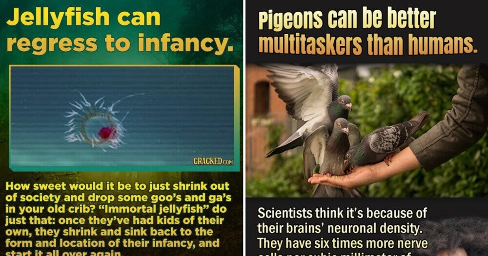 31 Eyebrow-Arching Animal Behaviors We Wish We Could Erase from Our ...