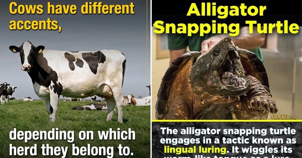 31 Distressing Animal Behaviors We Wish We Could Forget | Cracked.com