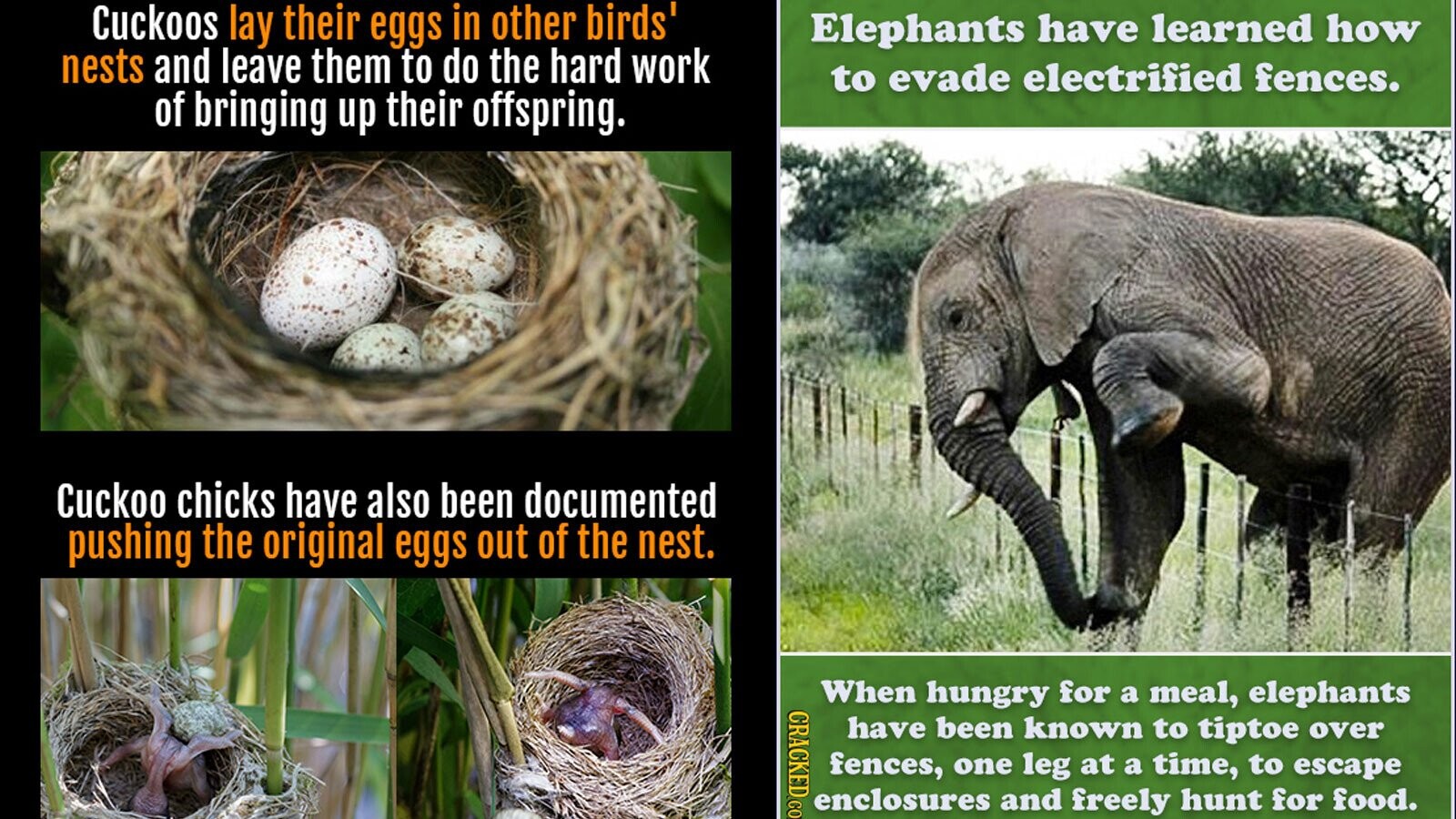 29 Animals That Are Secretly Evil Geniuses | Cracked.com