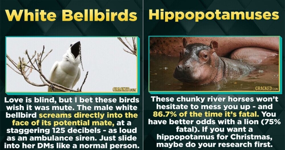 20 'Harmless' Looking Animals (That Are Actually Monsters) | Cracked.com