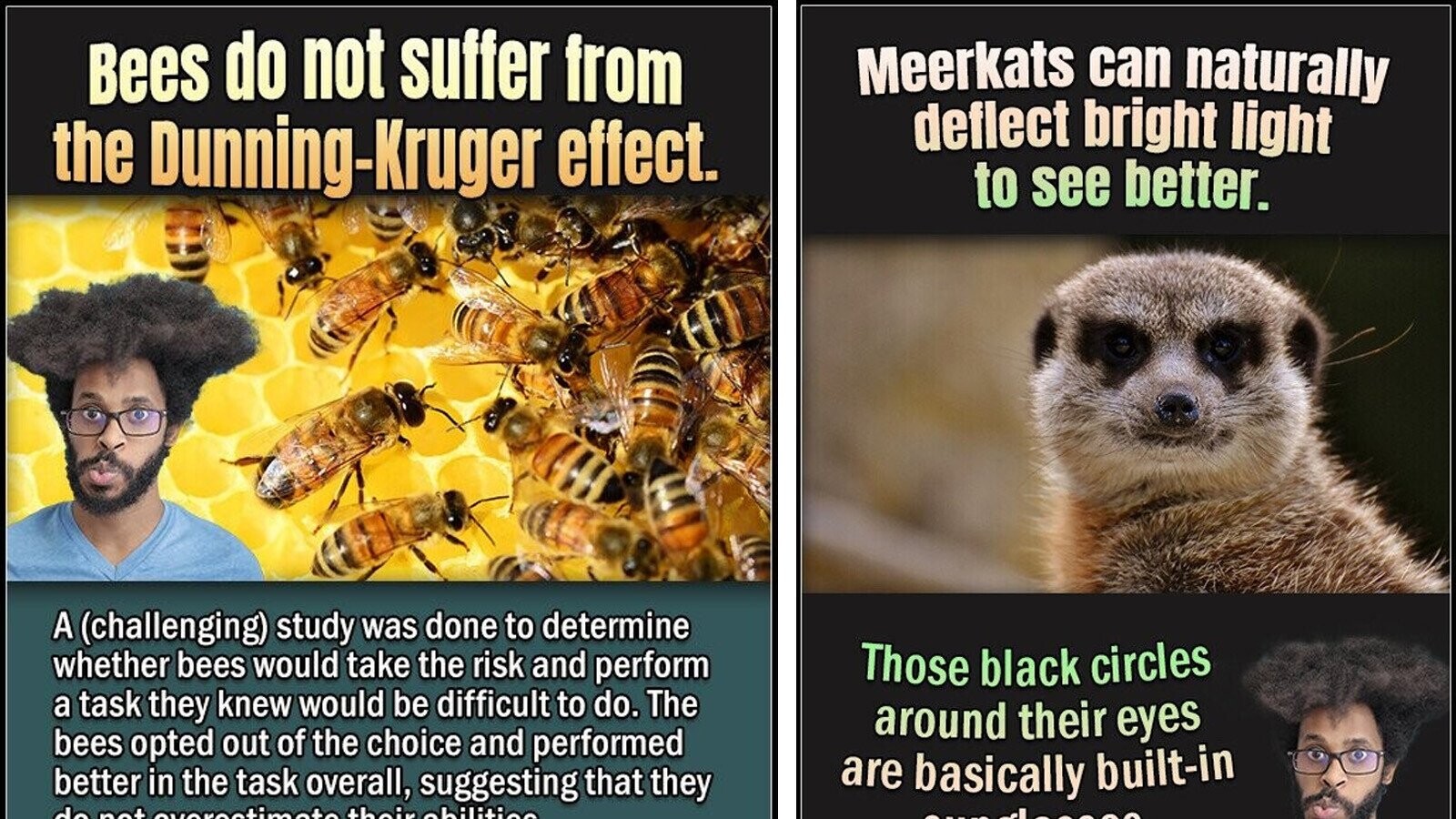 28 Uncanny Things Animals Can Do That Shouldn’t Be Allowed | Cracked.com