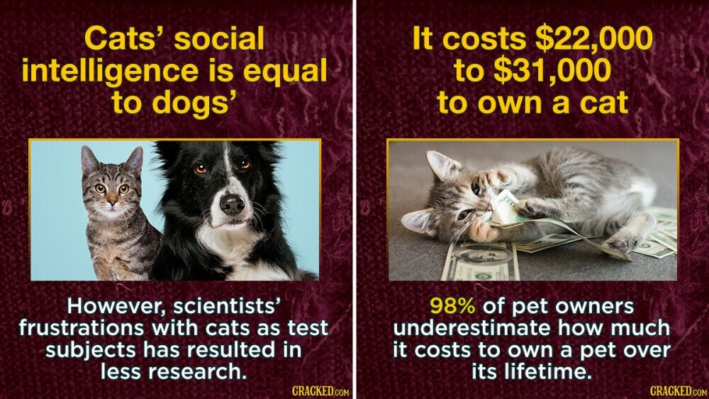 14 Cat Facts To Make Your Brain Purr | Cracked.com