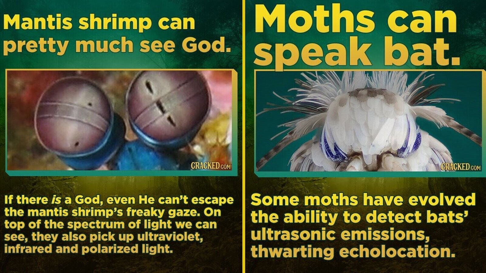 14 Weird Things Animals Can Do That You Can't | Cracked.com