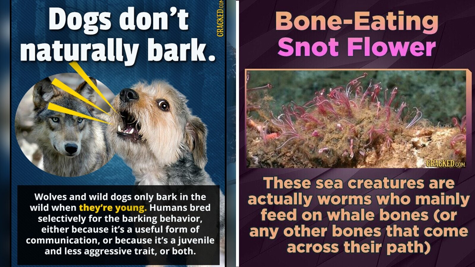 30 Surprising Facts About Nature for Those of Us Who Like to Stay ...