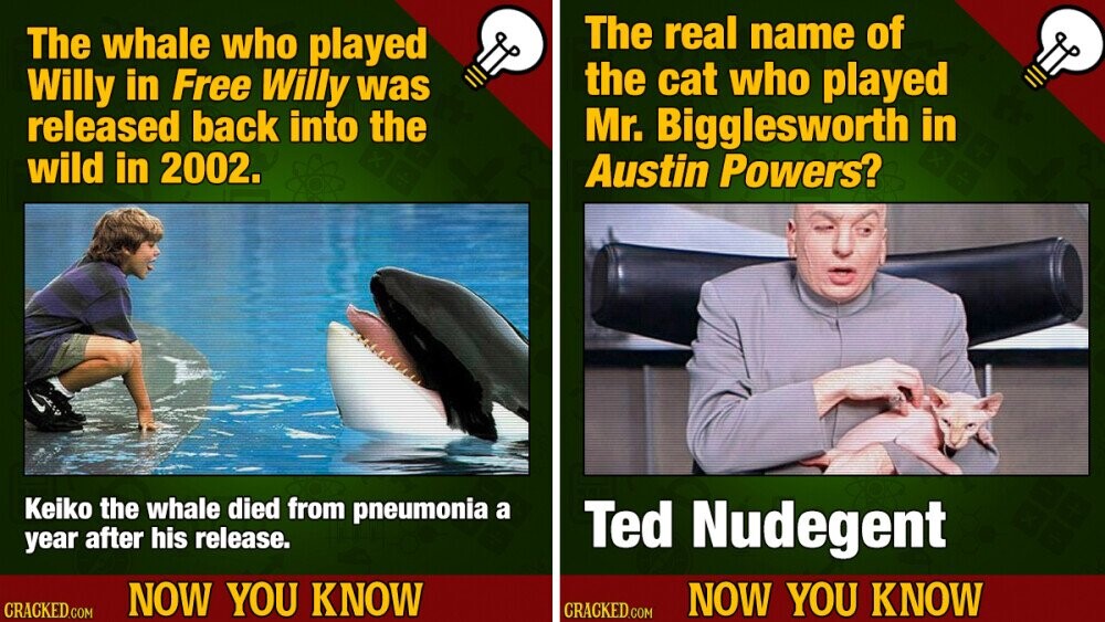 13 Facts About Famous Animals Actors (That We Didn't Know That We ...