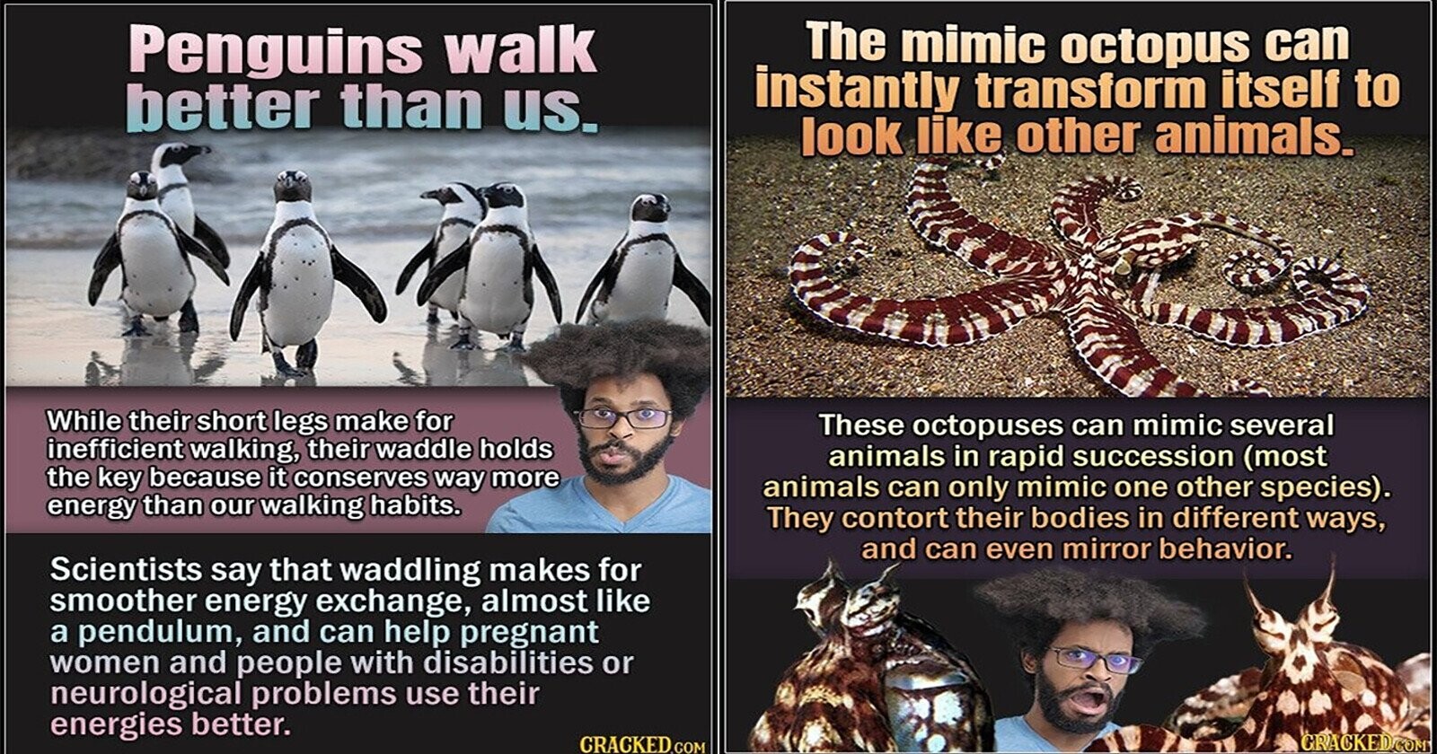 36 Animal Facts That Prove Animals Are Incredibly Weird | Cracked.com