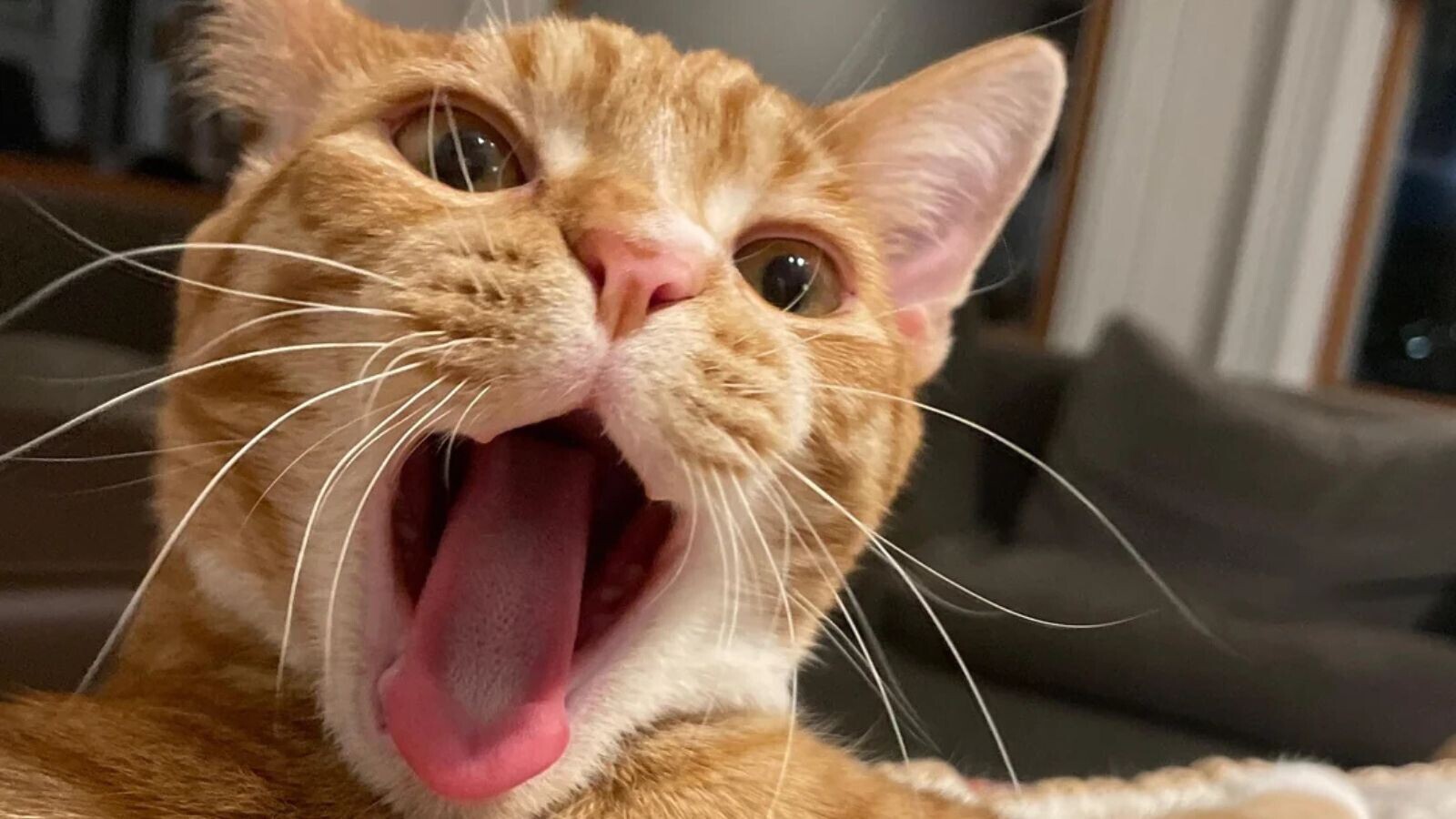 Animals Looking More Smug Than They Deserve to Be | Cracked.com