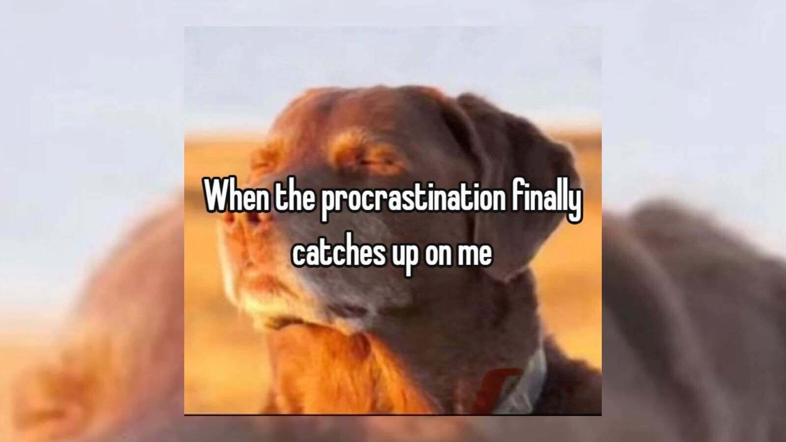‘Procrastinating like a pro’: A masterclass in doing literally anything ...