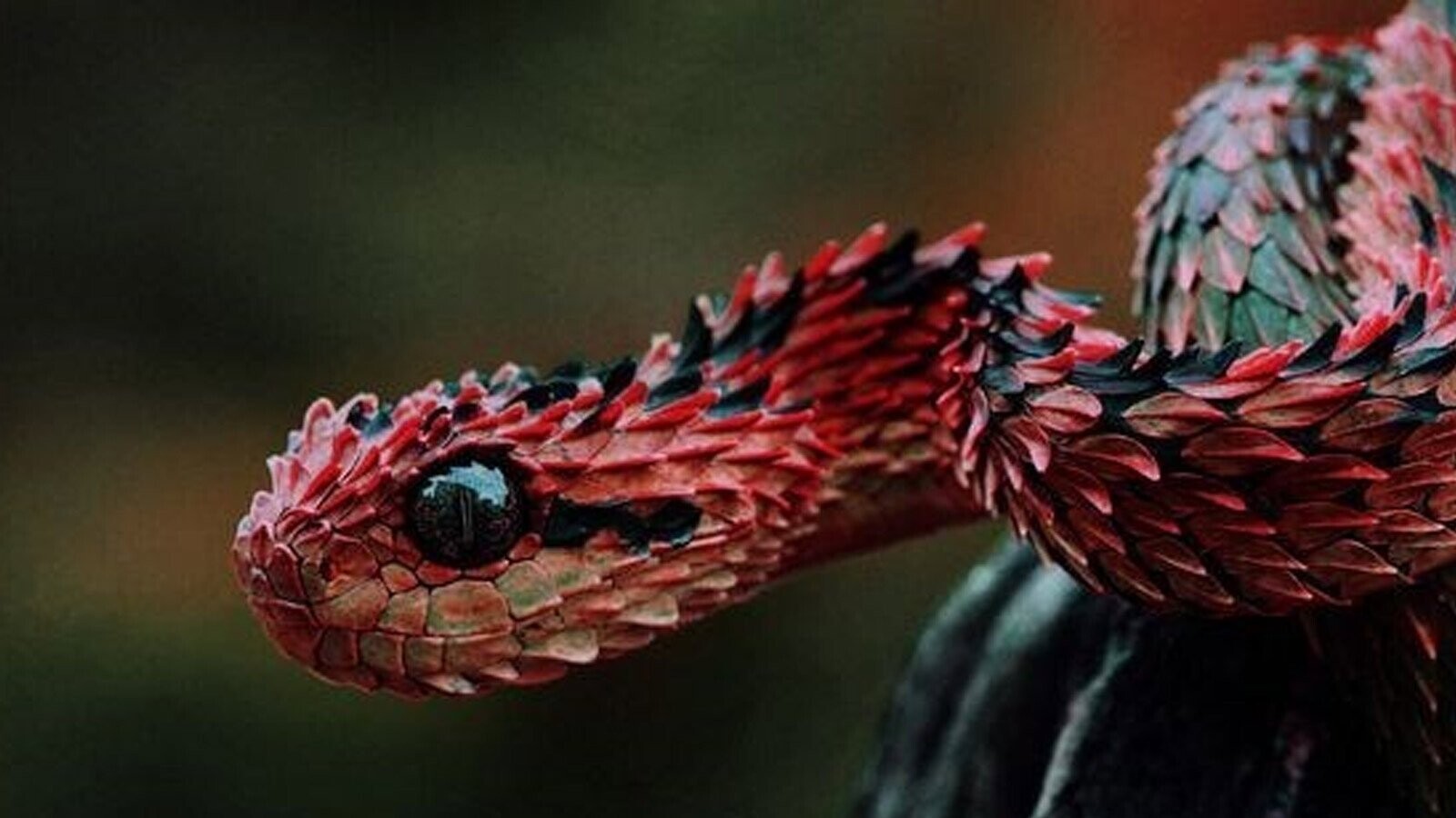 15 Rad Character Designs Straight From Nature | Cracked.com