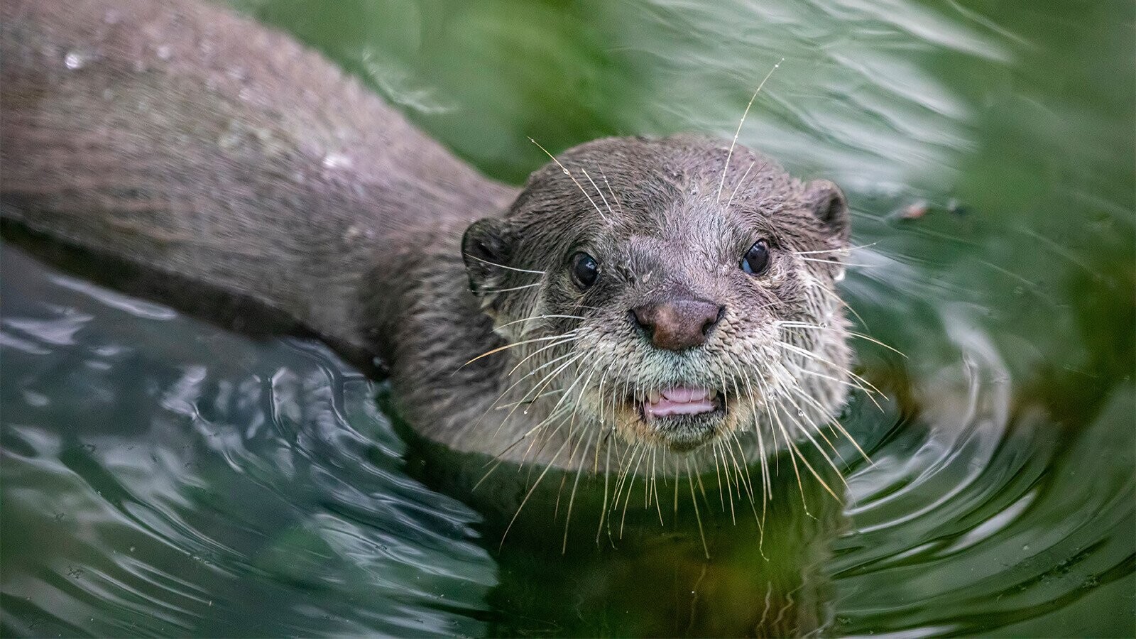 20 of the Most Evil Animals on Earth | Cracked.com