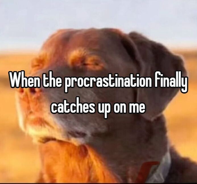 ‘Procrastinating like a pro’: A masterclass in doing literally anything ...