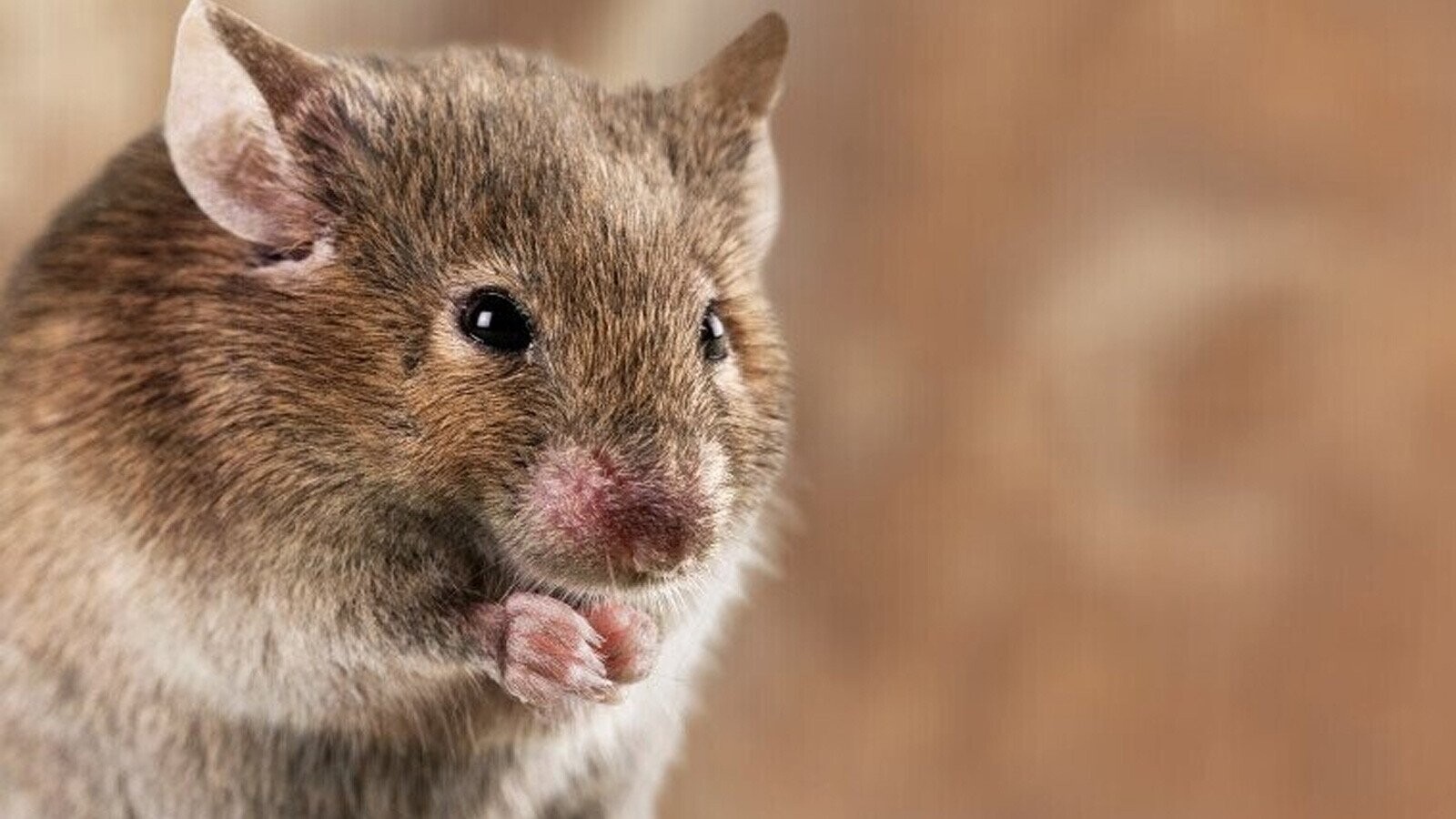 12 Mice and How They Plan to Take Out the Cat That Chases Them | Cracked.com