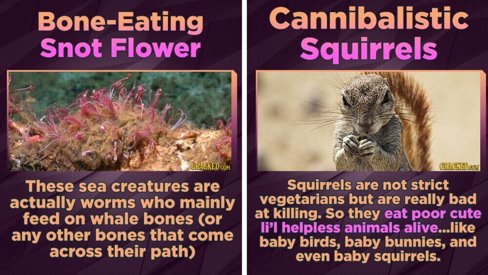 13 Reminders That Nature Is Disgusting | Cracked.com