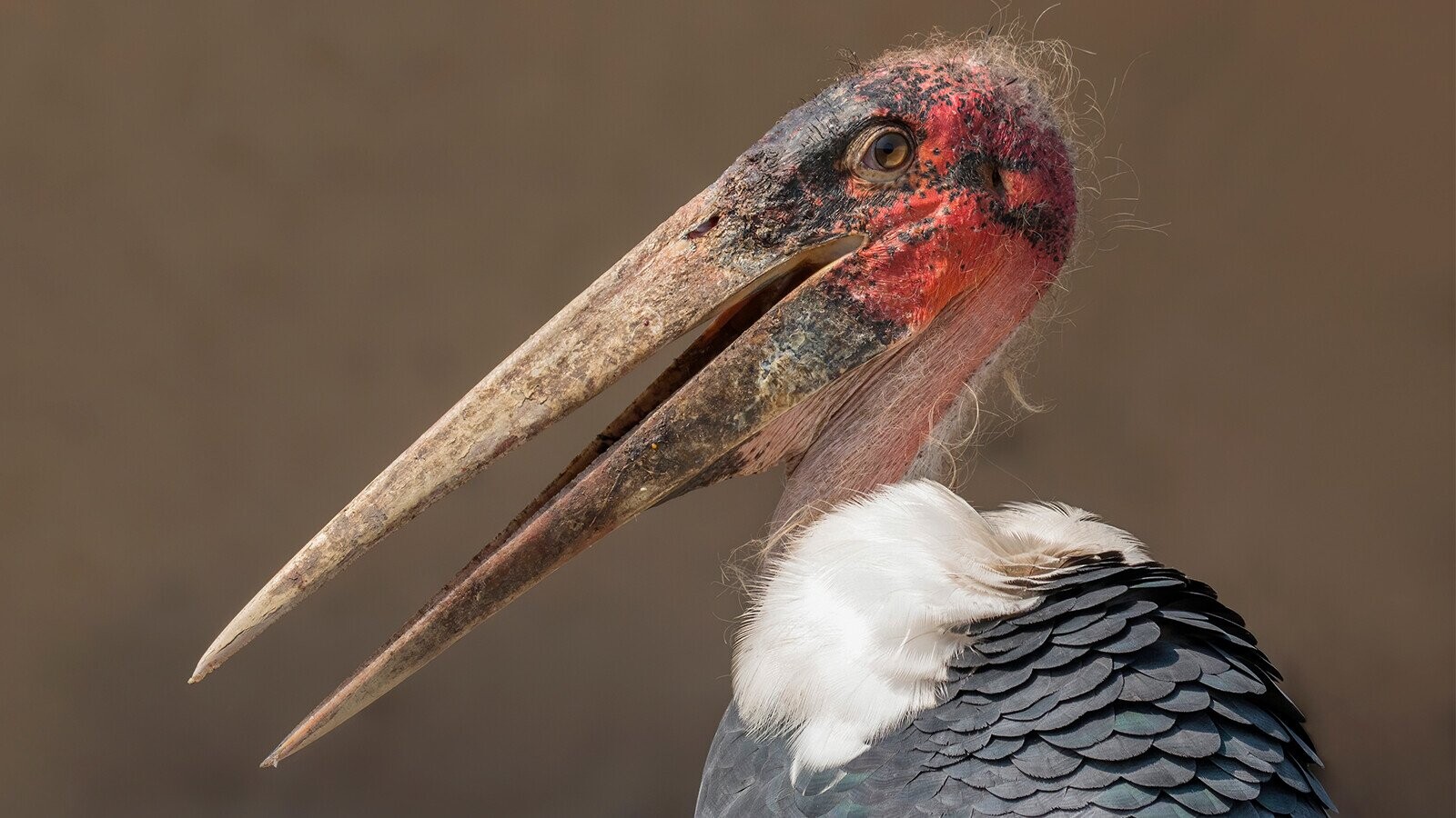 12 Awful Birds That Don’t Deserve the Power of Flight | Cracked.com