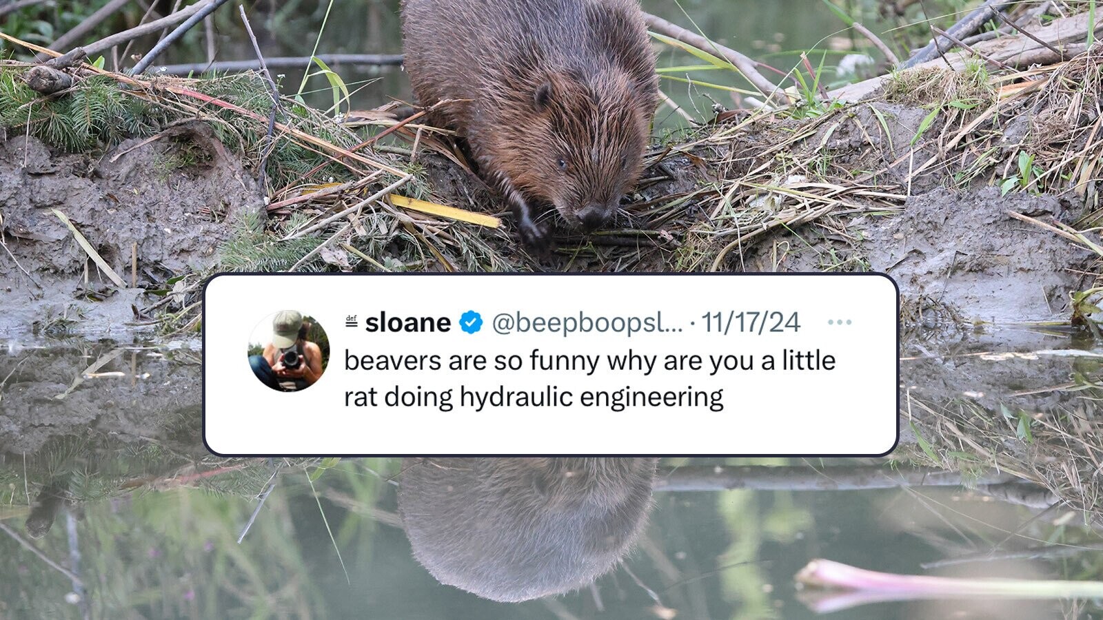 100 of the Funniest Tweets of 2024 | Cracked.com