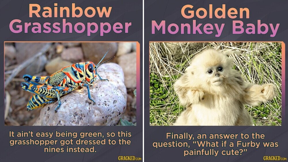 15 Rad Character Designs Straight From Nature | Cracked.com