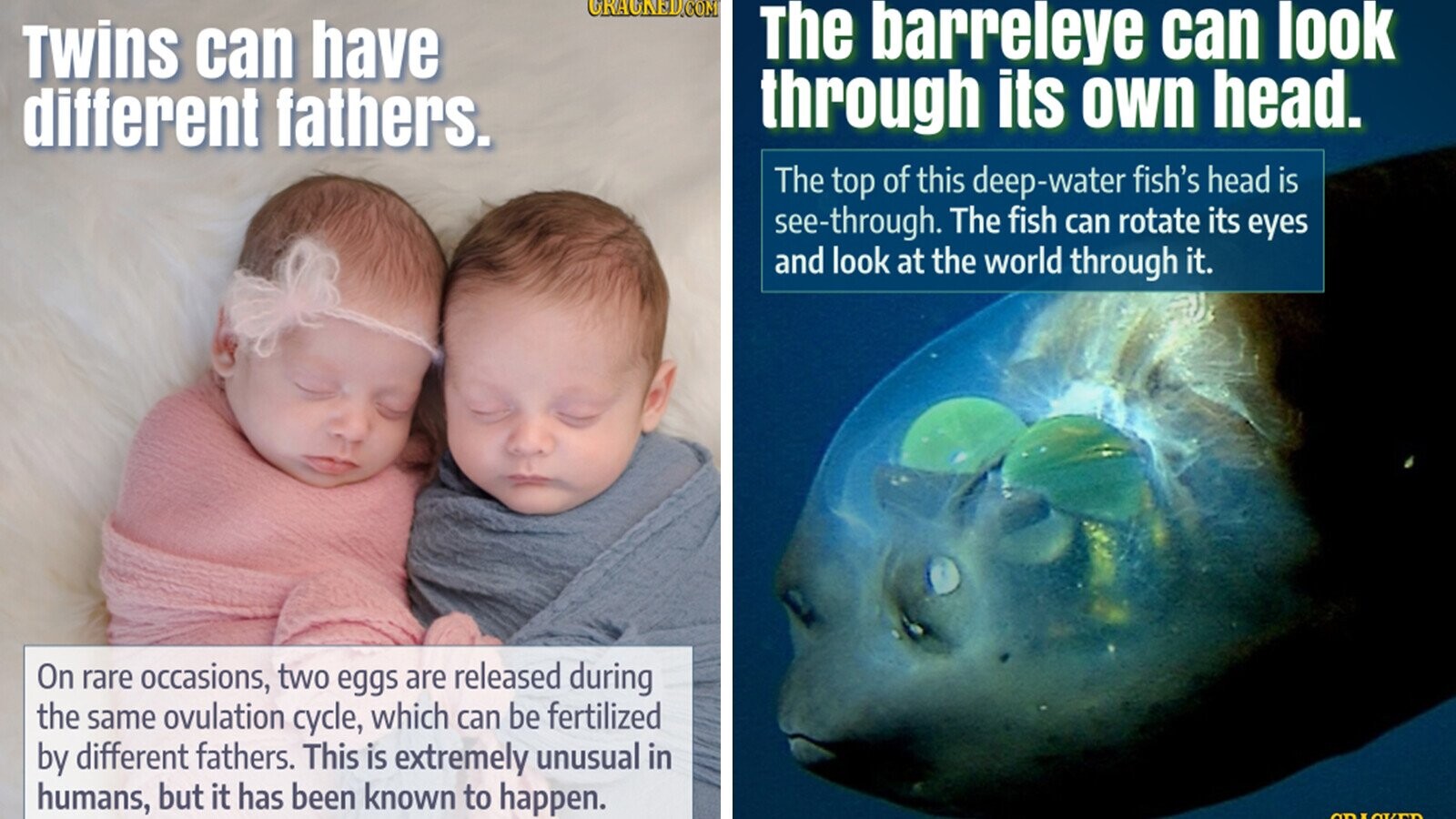 30 Fun and Weird Science Facts That Made Us a Little Smarter | Cracked.com