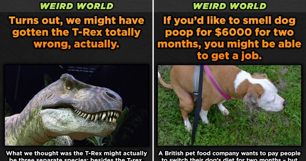 Weird World: 12 Baffling Events That Happened Despite All Odds ...