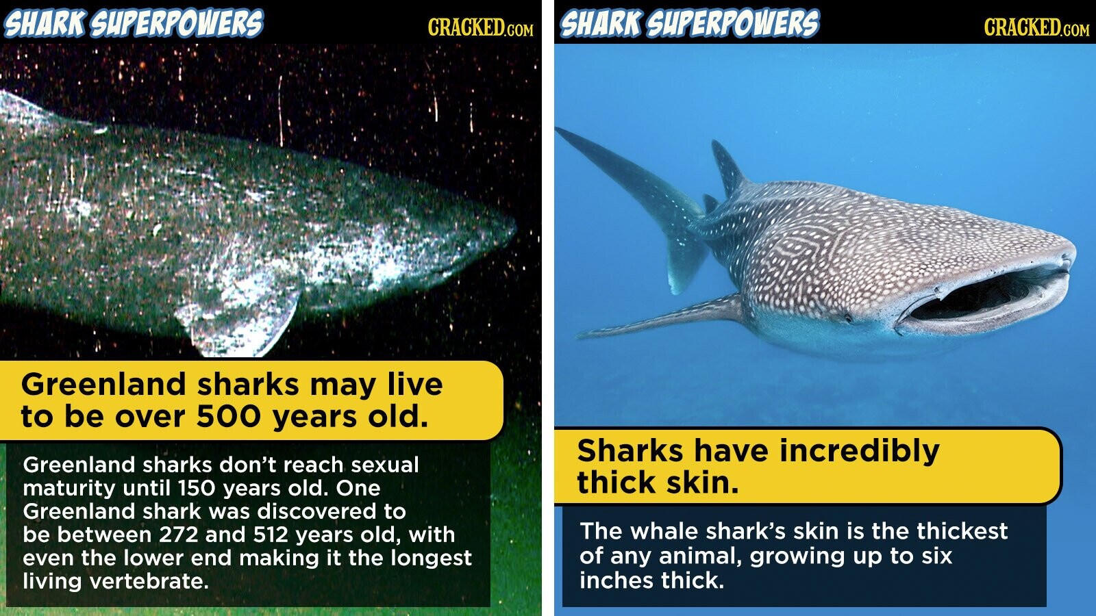 12 Real-Life Superpowers Of Sharks | Cracked.com