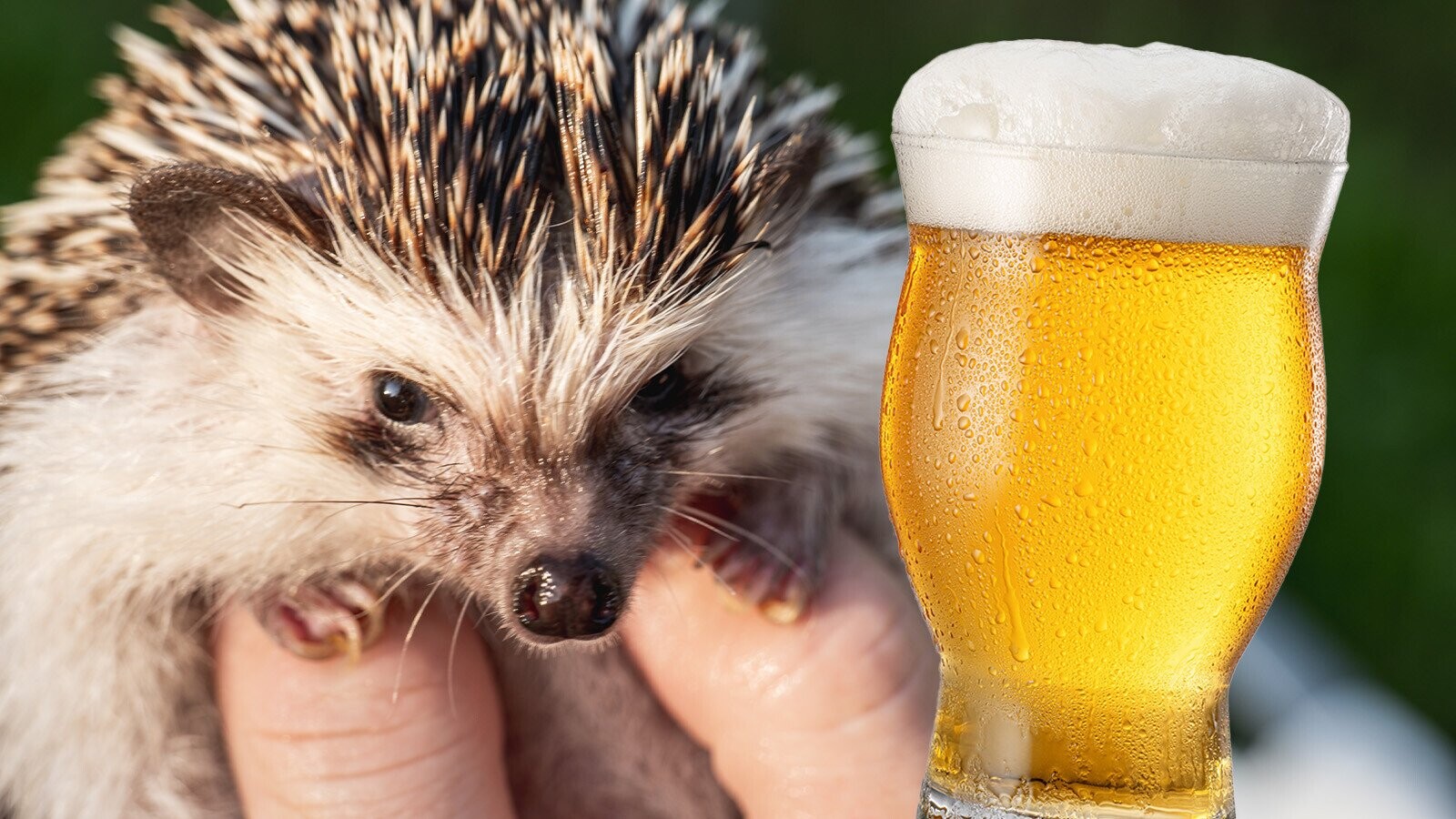 12 Animals That Literally Get Drunk As A Monkey | Cracked.com