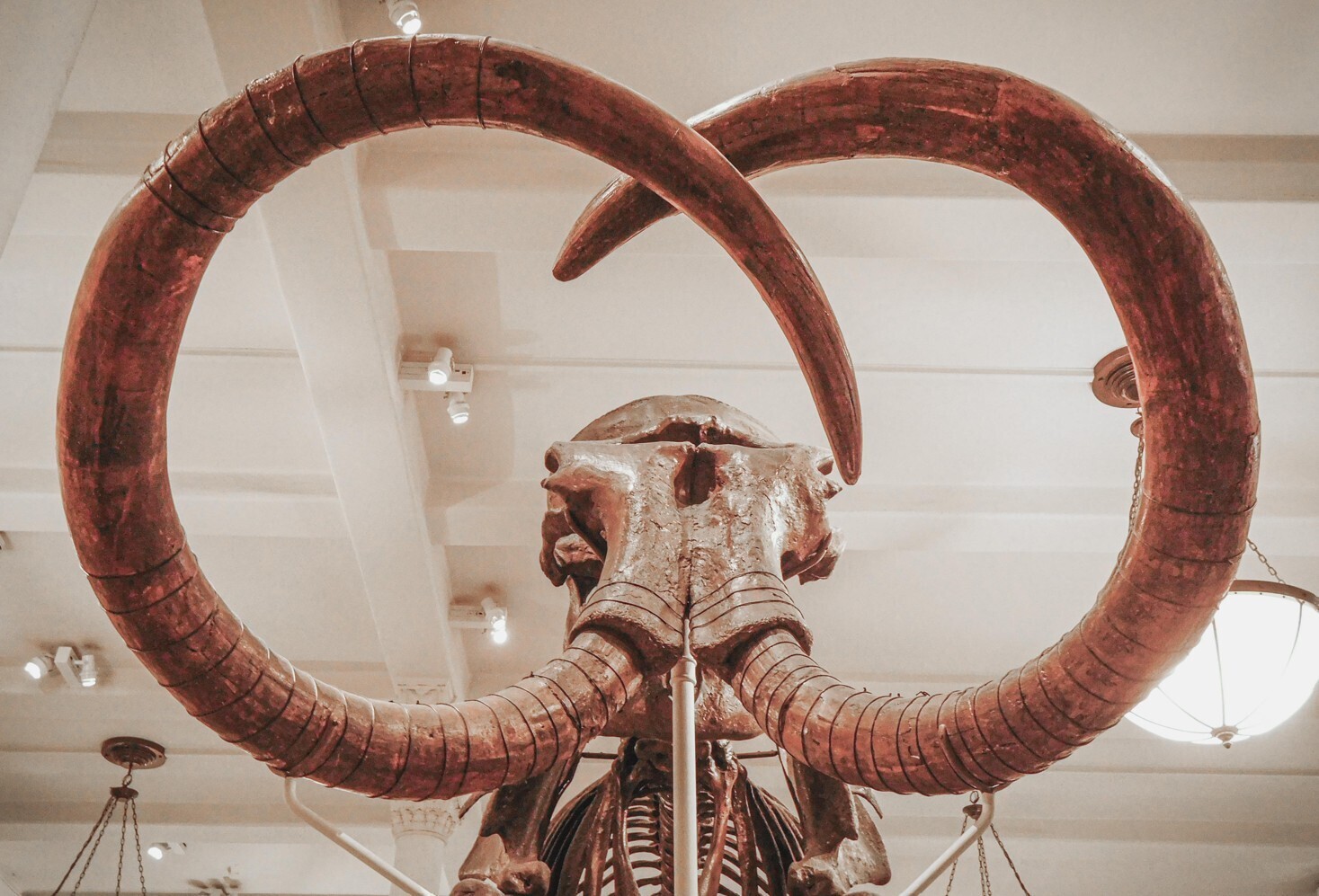 15 Photos Inside Dana White’s Personal Museum | Cracked.com