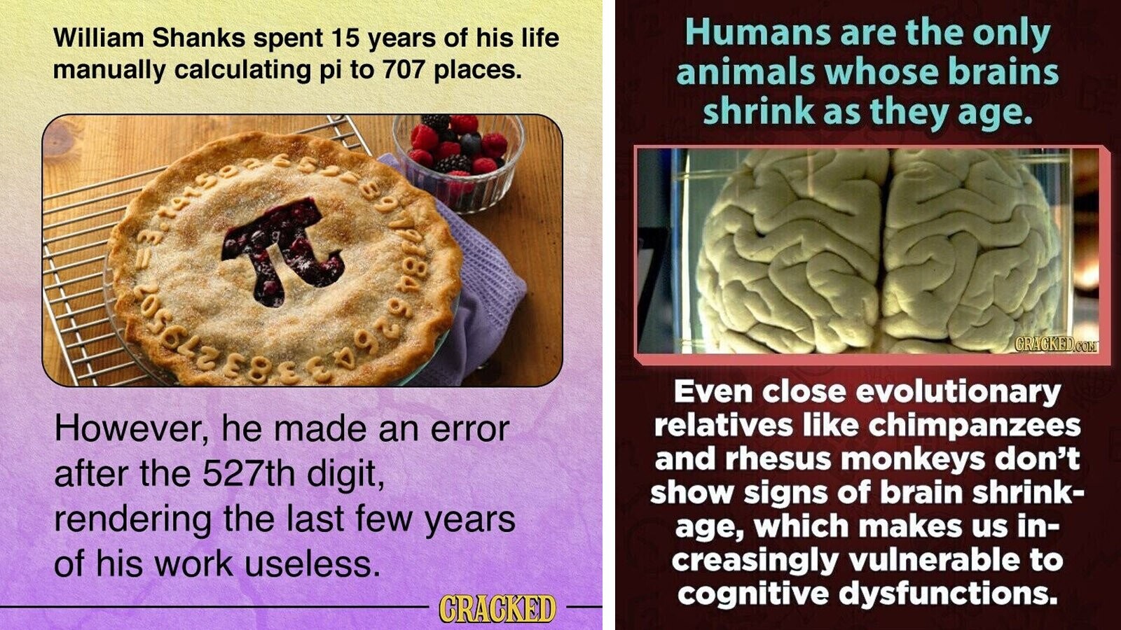 28 Foraging Bits of Trivia That Are Looking at Your Brain Like A Ripe ...
